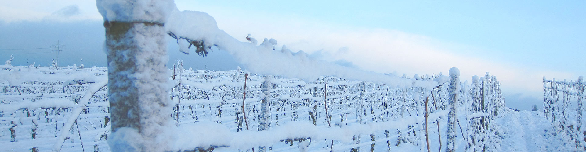 Aktuelles - Seite 1 - Rheingau